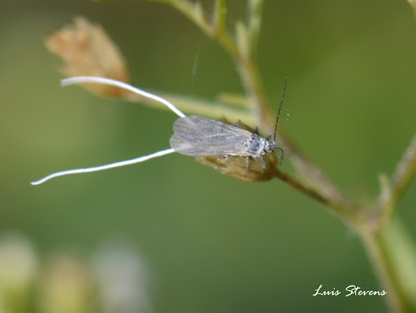 Mealy bug (male) | Project Noah