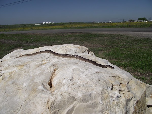 Rough Earth Snake | Project Noah