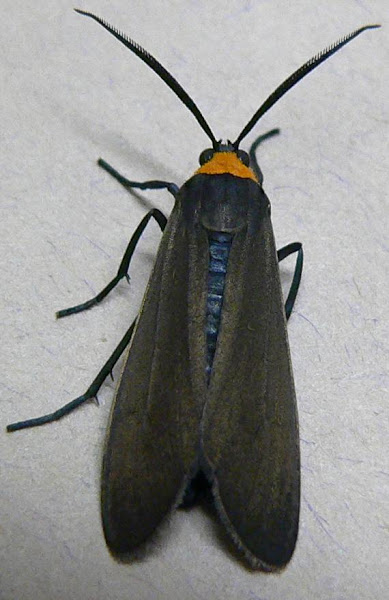 Yellow-collared Scape Moth | Project Noah