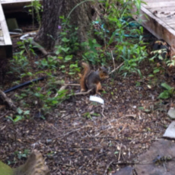 Texas Fox Squirrel | Project Noah