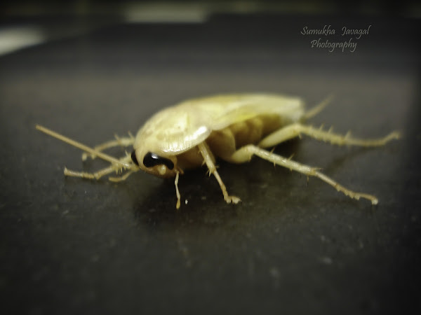 Freshly molted Cockroach | Project Noah