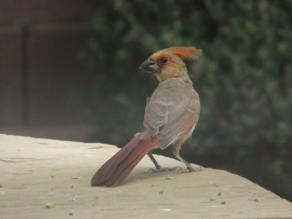 Northern Cardinal | Project Noah