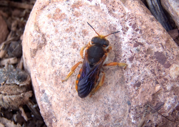 Leafcutter bee. Abeja cortadora de hojas. | Project Noah