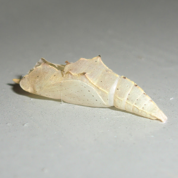 Pieris rapae chrysalis | Project Noah