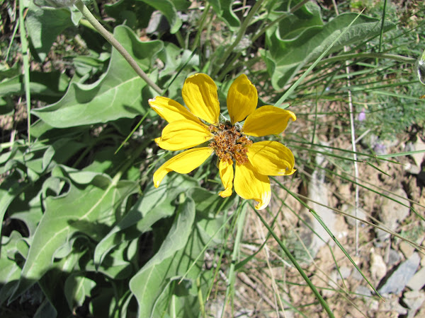 Arrowleaf Balsamroot | Project Noah