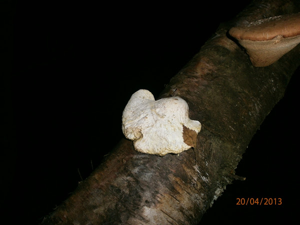 Birch Polypore | Project Noah