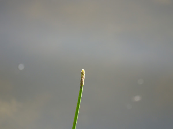 Four-spotted Pennant | Project Noah