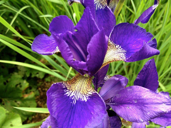 Emperor Siberian Iris | Project Noah