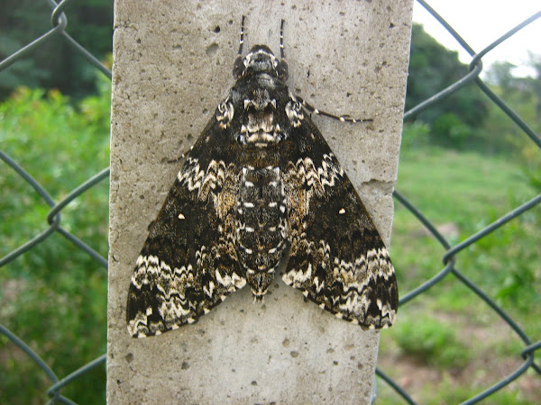 Rustic Sphinx | Project Noah