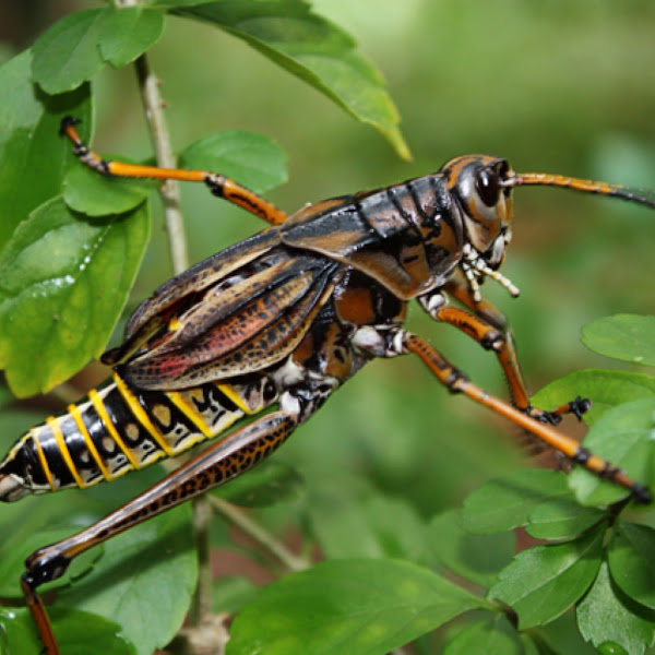 Lubber Grasshopper | Project Noah