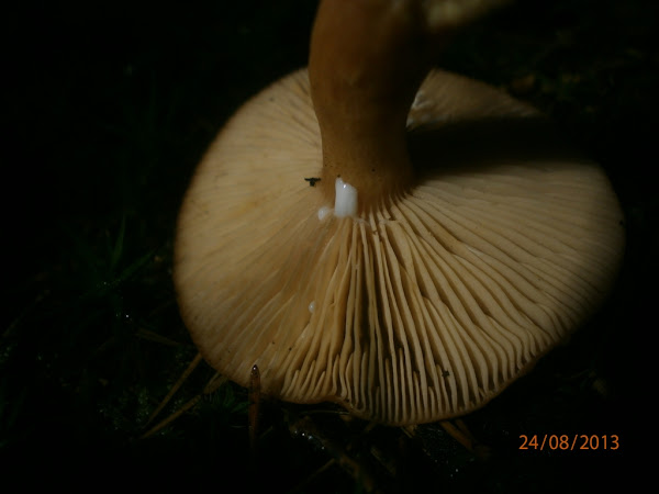 Milkcap species | Project Noah