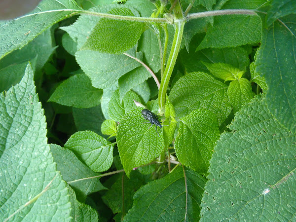 Broad-nosed weevils mating | Project Noah
