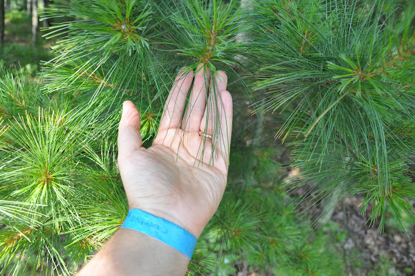 White pine | Project Noah