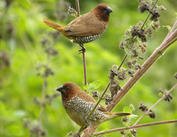 Scaly-breasted Munia | Project Noah