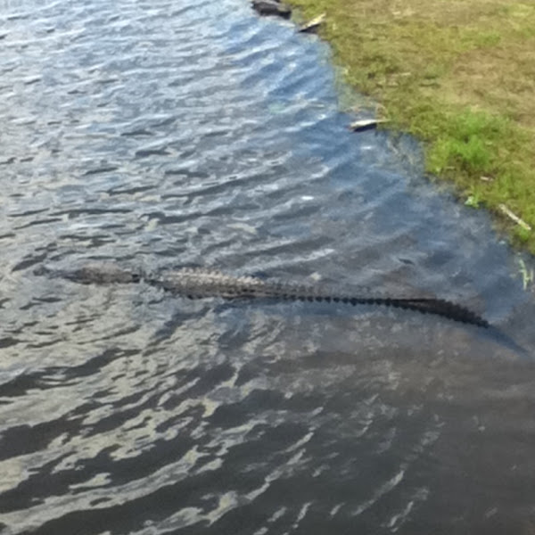 American Alligator | Project Noah