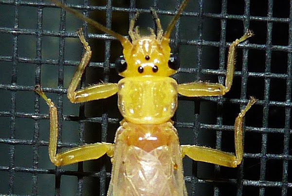 Green-winged Stonefly | Project Noah