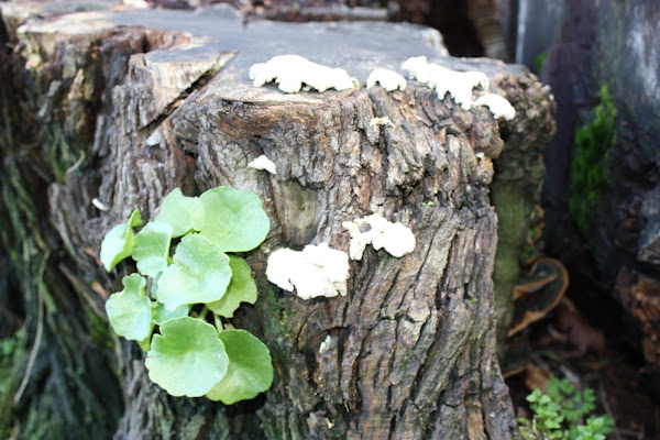 Split Gill | Project Noah