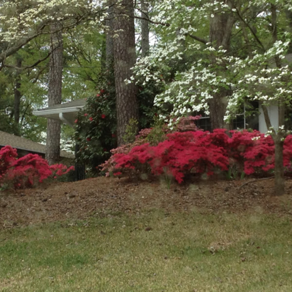 Azalea bushes | Project Noah