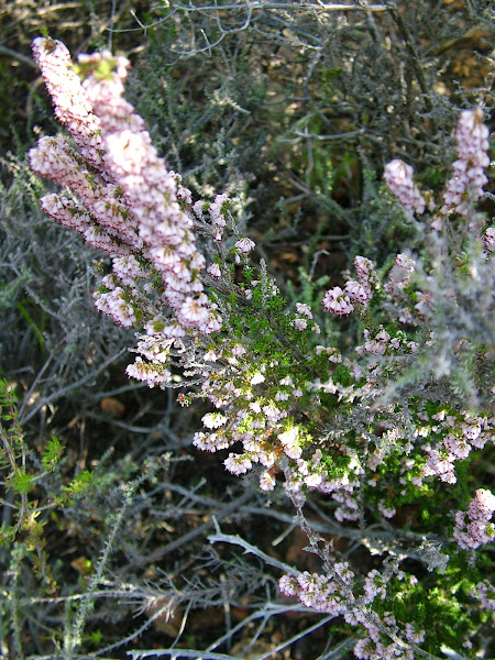 Plumehair Heath | Project Noah