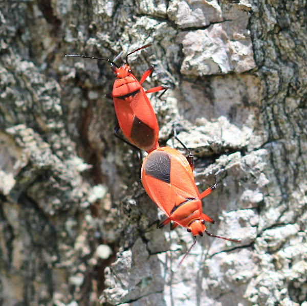 Push-me-pull-you bug | Project Noah