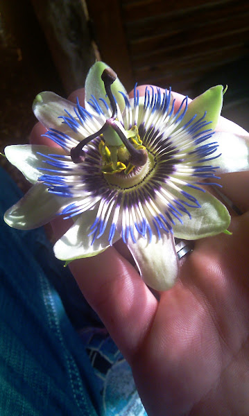 Passiflora | Project Noah