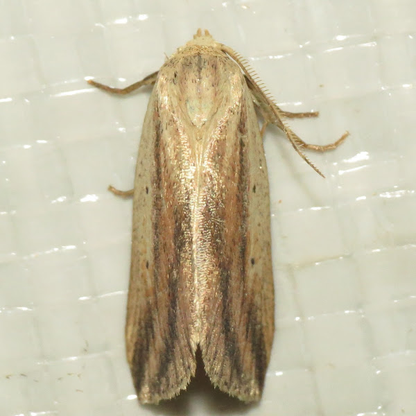 Feeble Grass Moth | Project Noah