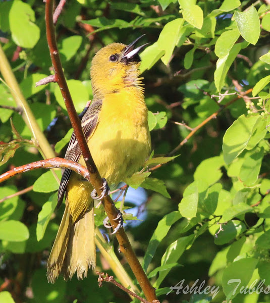 Orchard Oriole | Project Noah