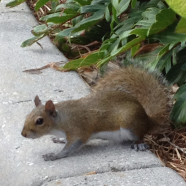 Grey Squirrels | Project Noah