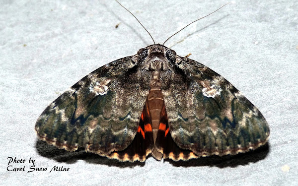 Ilia Underwing Moth | Project Noah