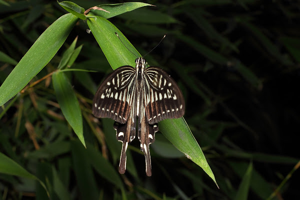 Asian Swallowtail | Project Noah