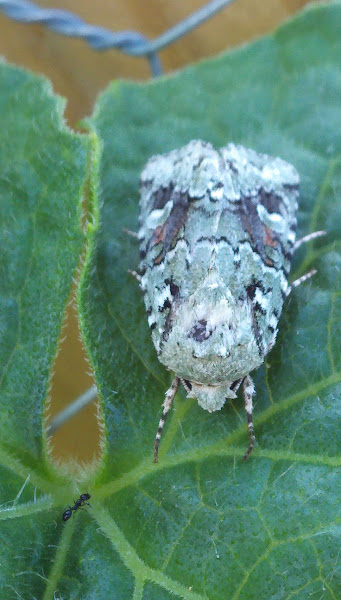 Implicit Arches | Project Noah