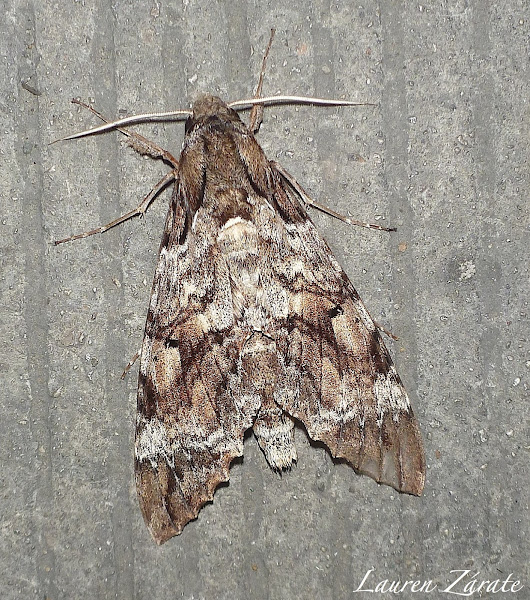 Sphinx Moth | Project Noah