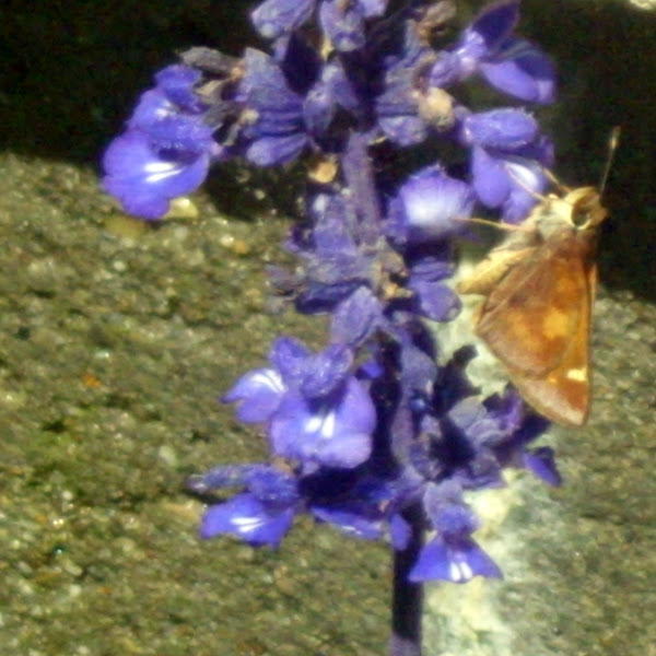 Roadside Skipper | Project Noah