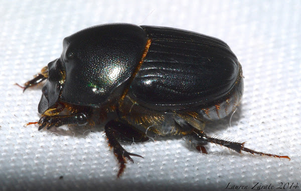 Dung Beetle | Project Noah