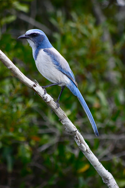 Florida Scrub Jay | Project Noah