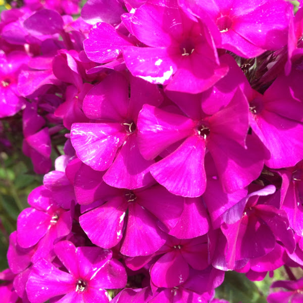 Phlox | Project Noah