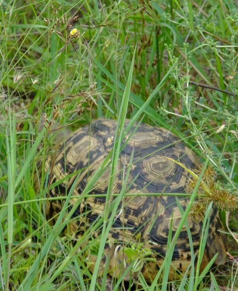 Leopard tortoise | Project Noah