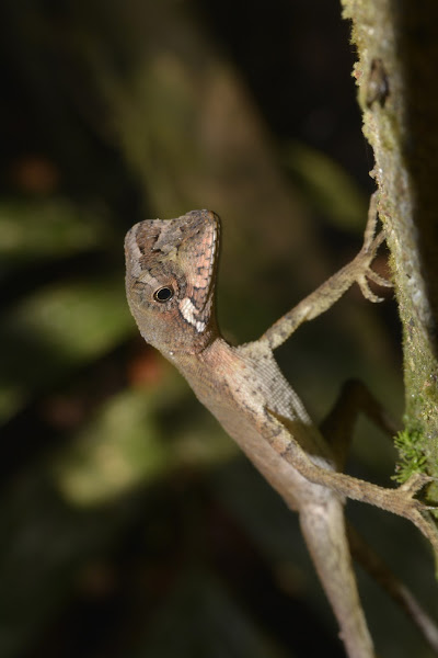 Sri Lankan Kangaroo Lizard | Project Noah