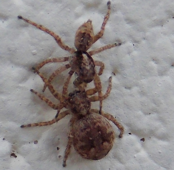 Jumping Spiders | Project Noah