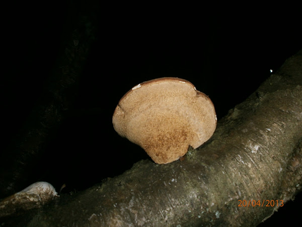 Birch Polypore | Project Noah