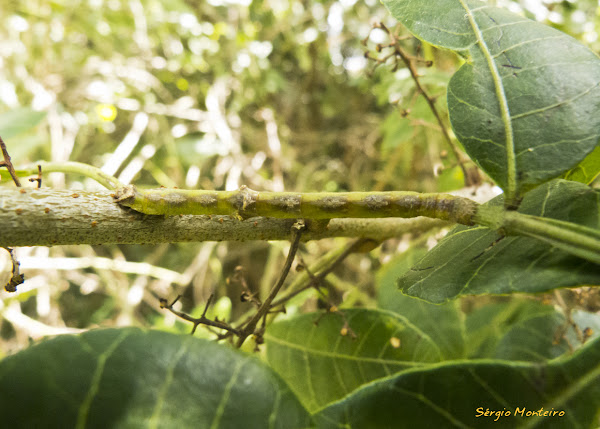 Geometer caterpillar | Project Noah