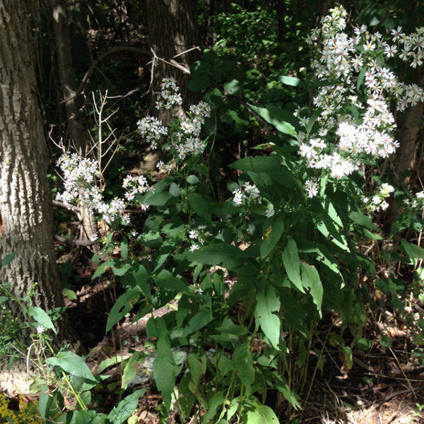 Calico Aster | Project Noah