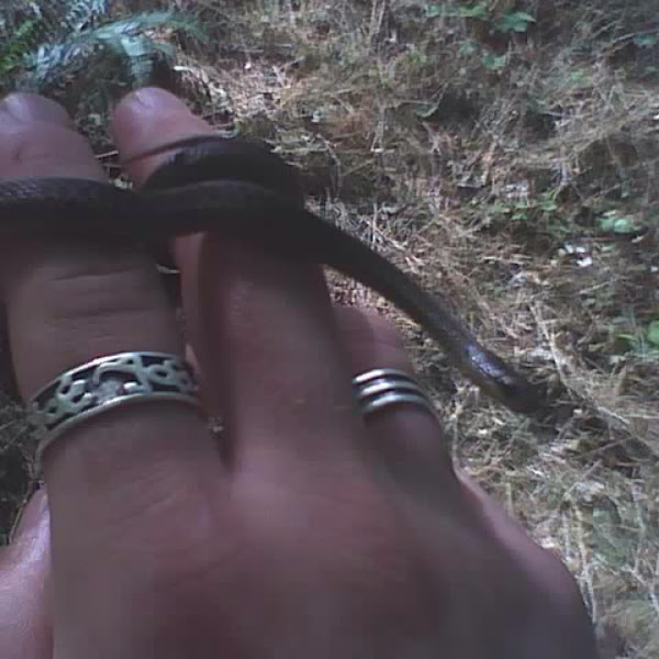 Northwest garter snake | Project Noah