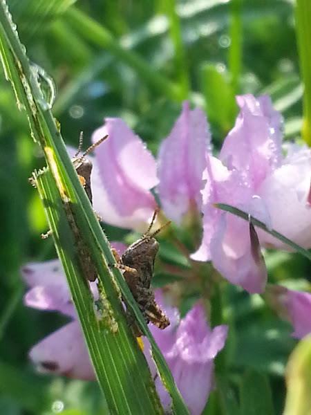 Grasshopper Nymph | Project Noah