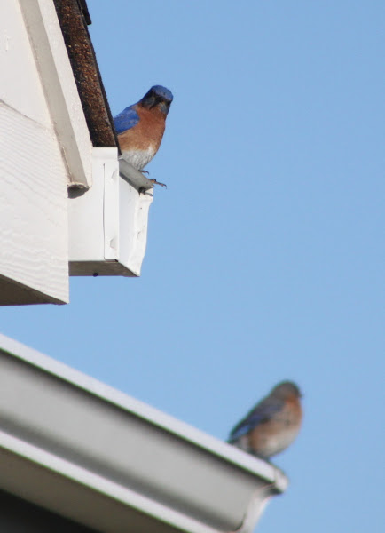 Eastern Bluebird | Project Noah
