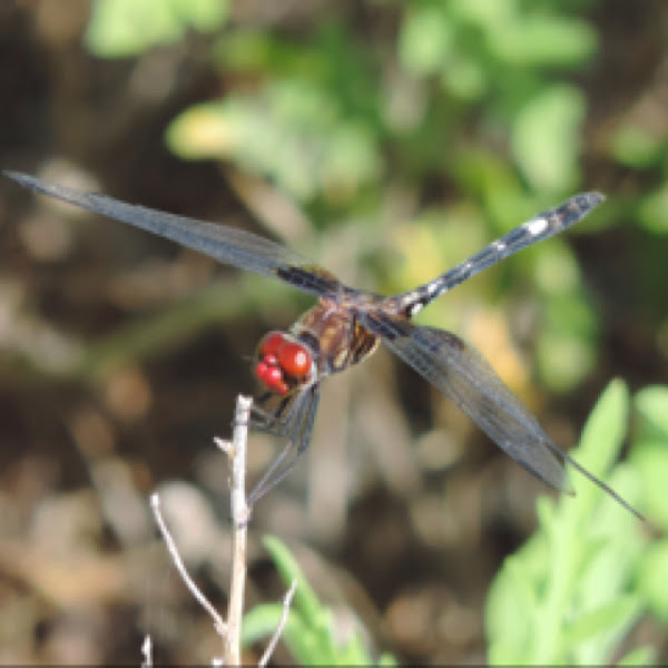 Swift Setwing | Project Noah