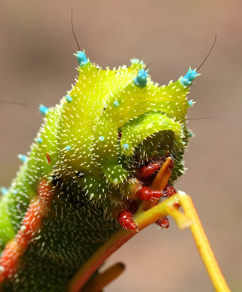 Helena Gum Moth Caterpillar | Project Noah