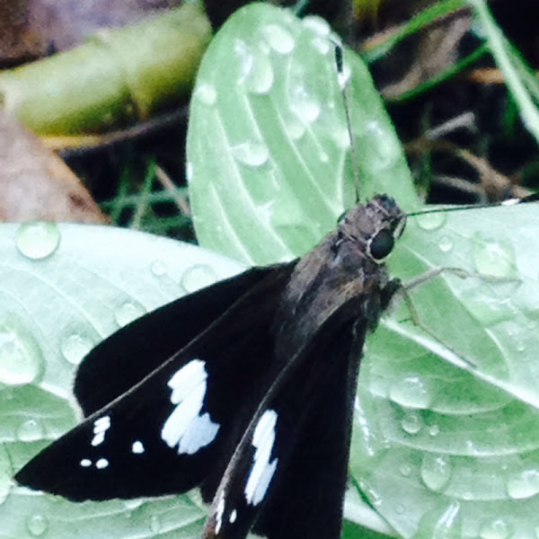 Grass Demon | Project Noah