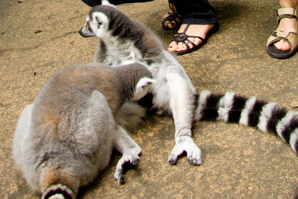 Ring-tailed lemur | Project Noah