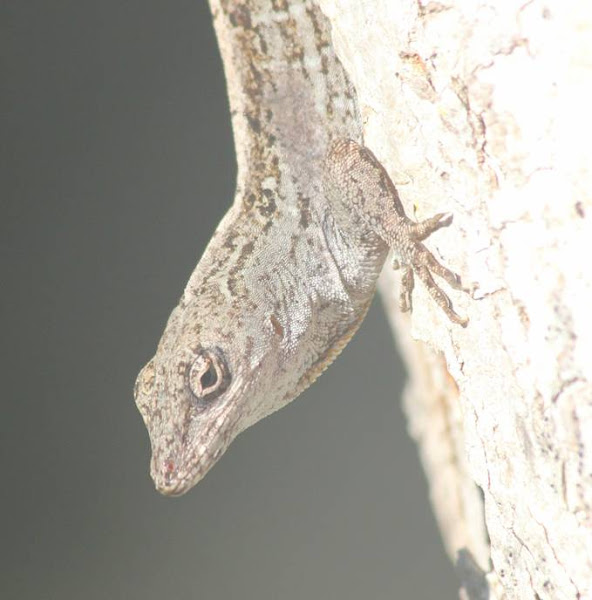 Brown Anole Lizard (male) | Project Noah